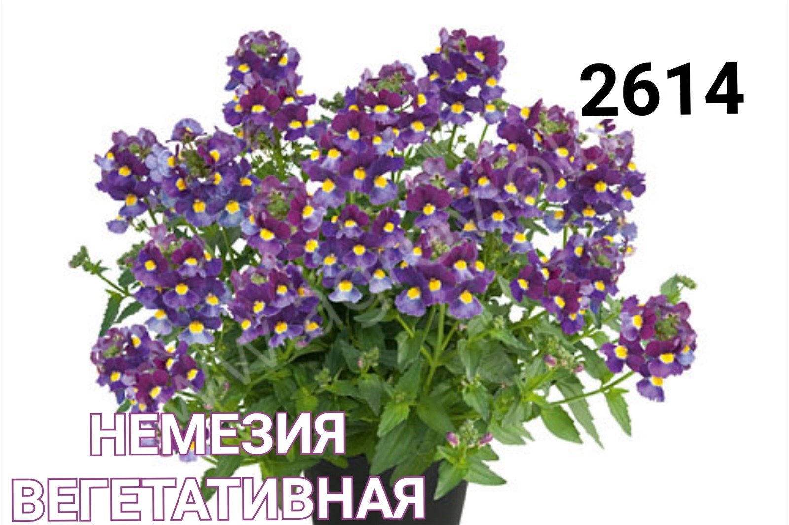 Рассада цветов и овощных культур ТХ Закировых - Немезия вегетативная